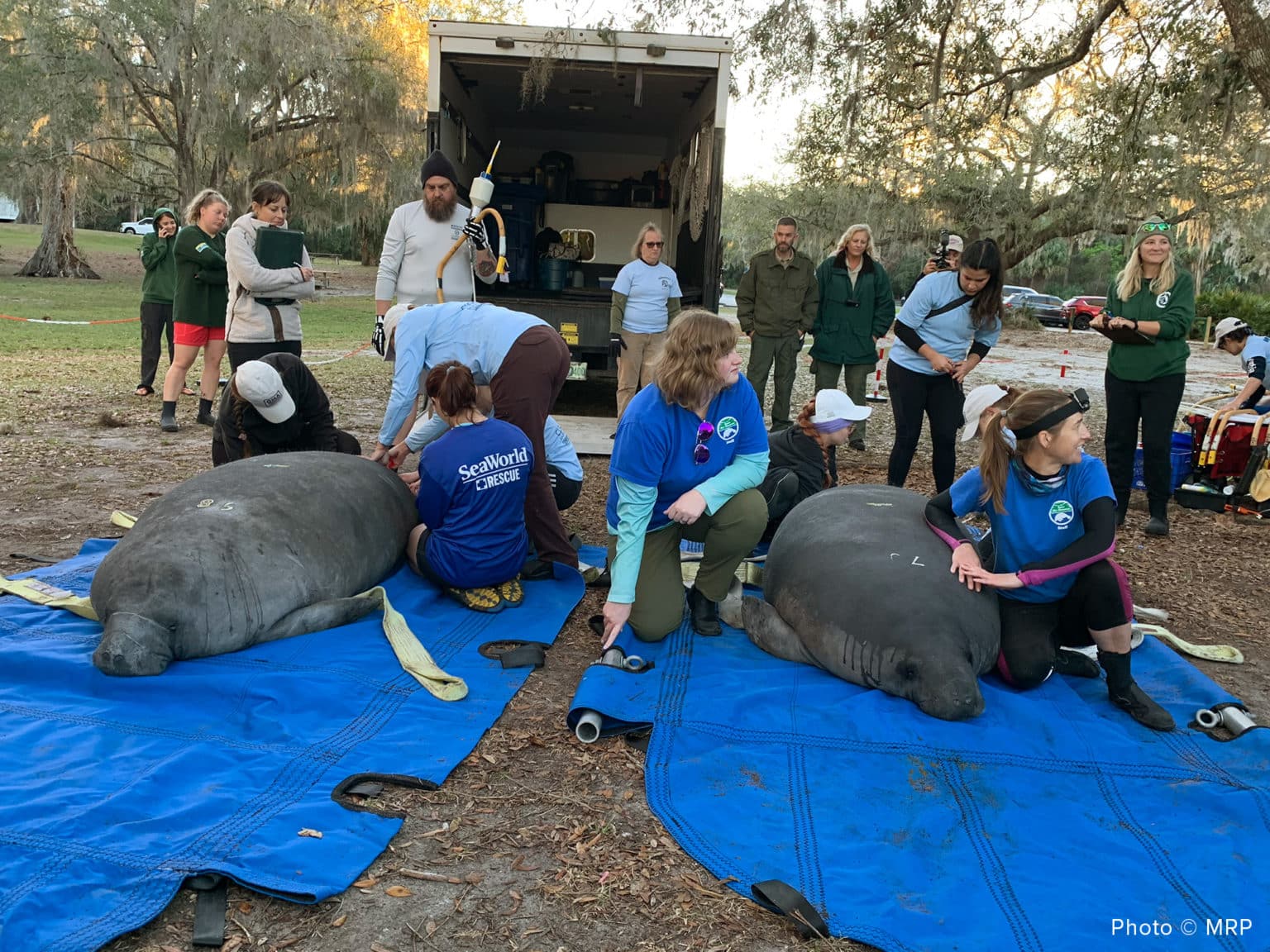 Manatee Rescue And Rehabilitation Partnership Returns A Record 12 ...
