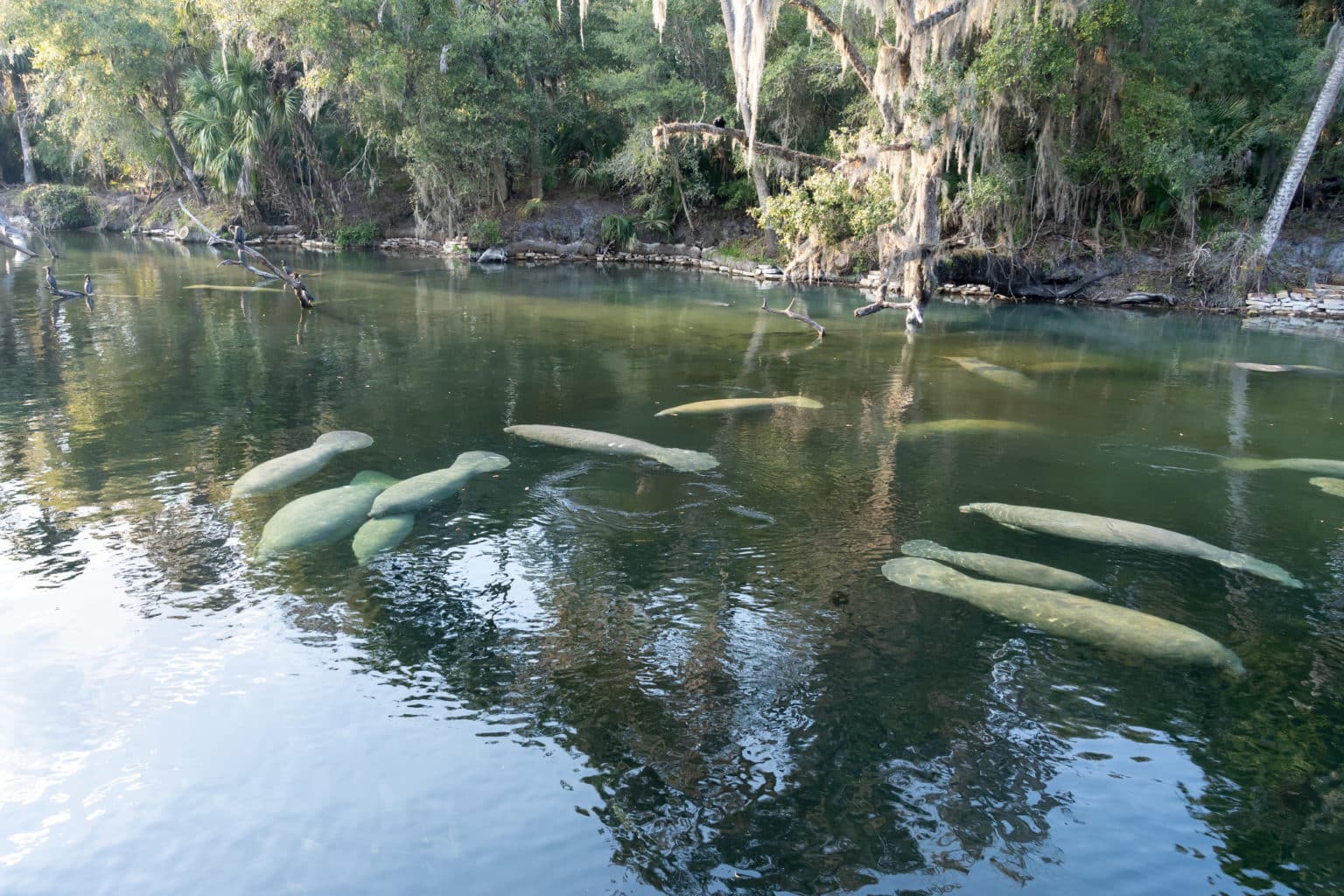 Manatee Facts | Save the Manatee Club