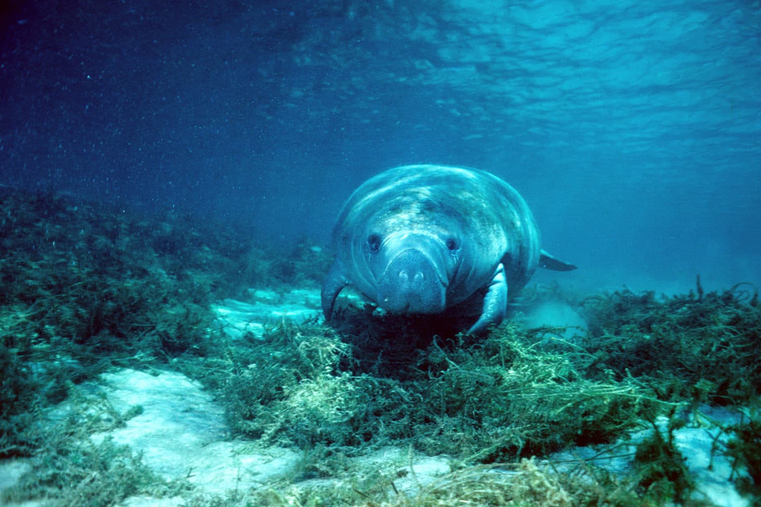 Manatee Facts | Save the Manatee Club