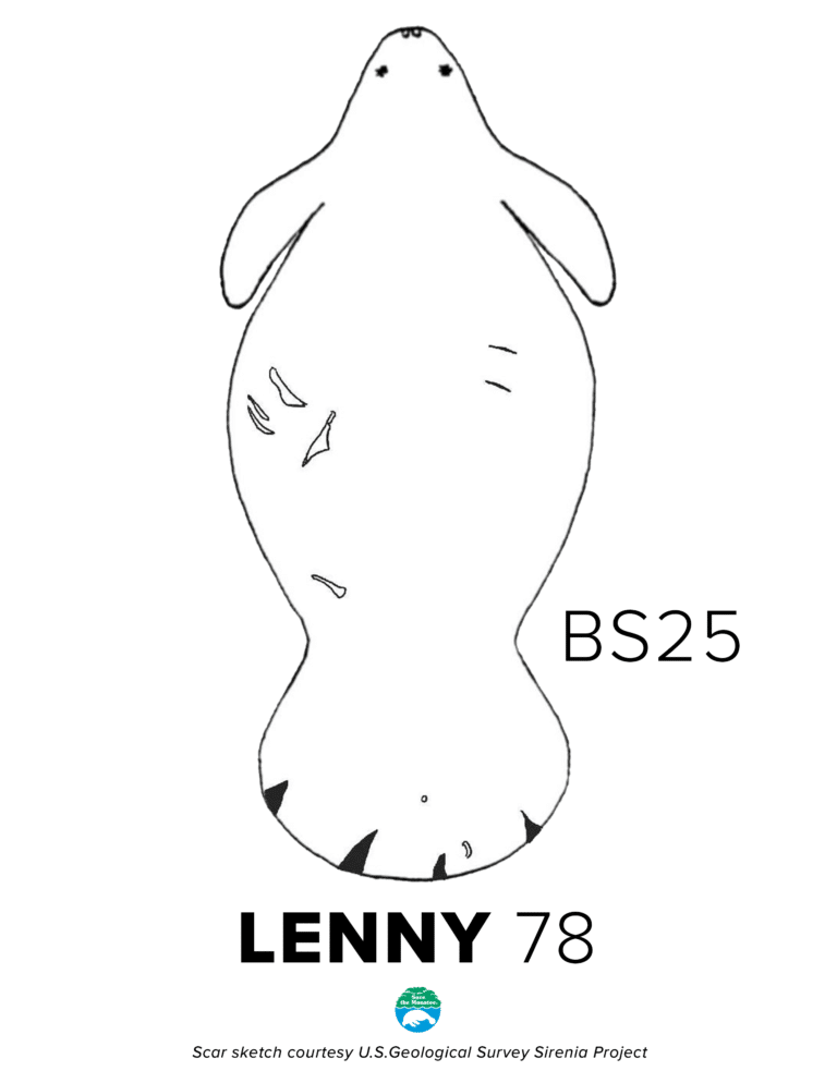 Lenny | Save the Manatee Club