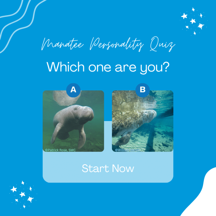 Activities | Save the Manatee Club