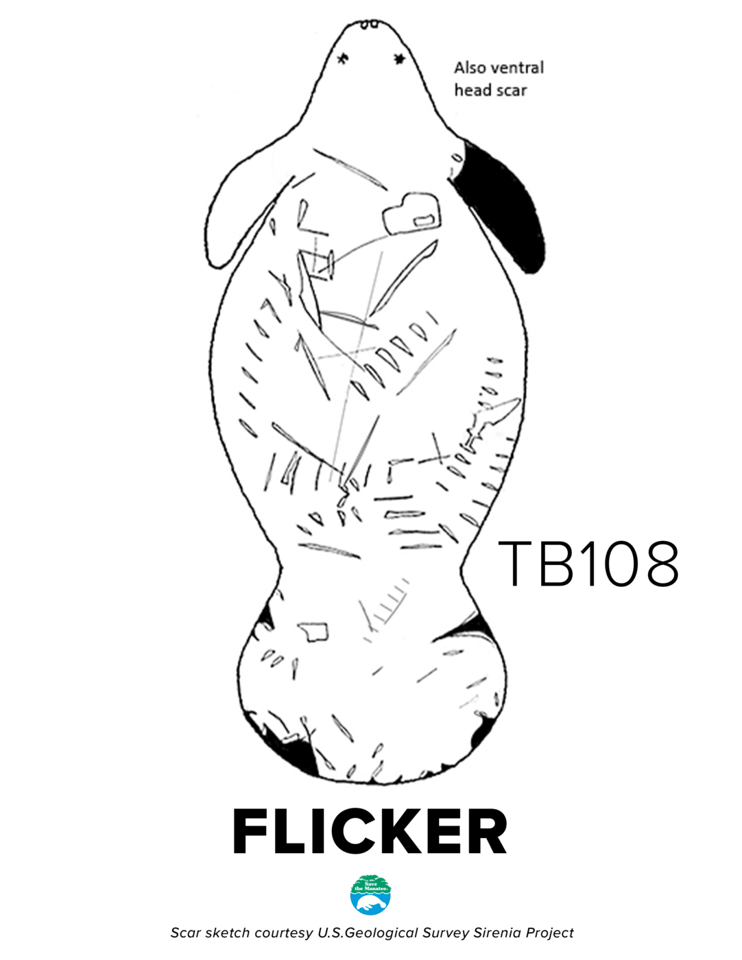 Flicker | Save the Manatee Club