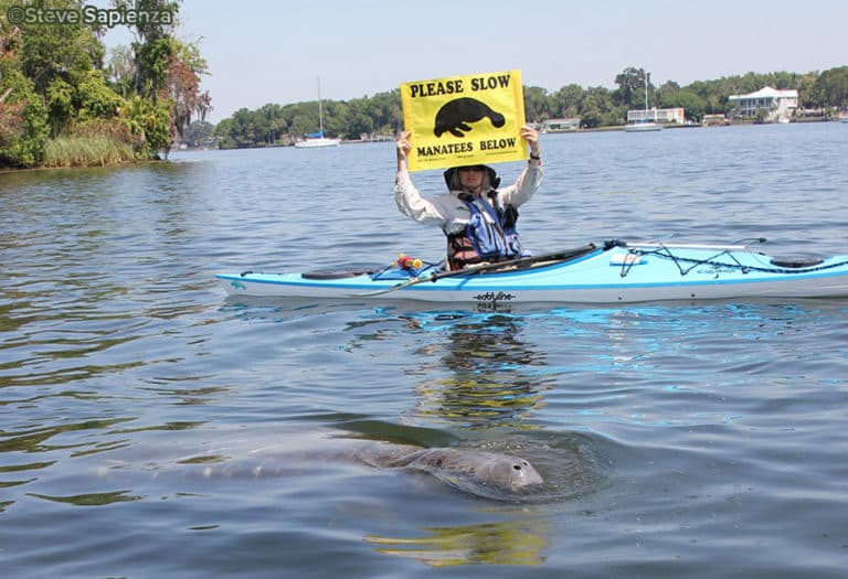 March Is For Manatee Appreciation, Seagrass Awareness | Save the ...