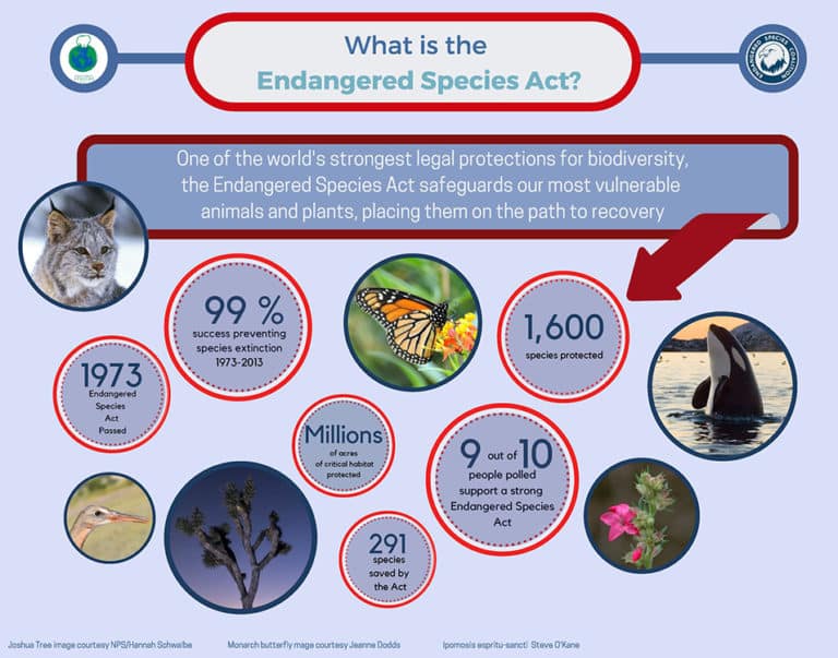 The Endangered Species Act Turns 50! | Save the Manatee Club