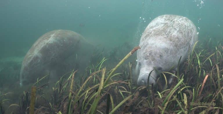 Manatees Move Toward Restored Endangered Species Safeguards | Save the ...