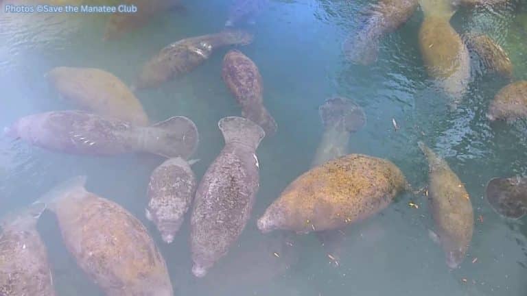 Our Webcams are LIVE Again! | Save the Manatee Club