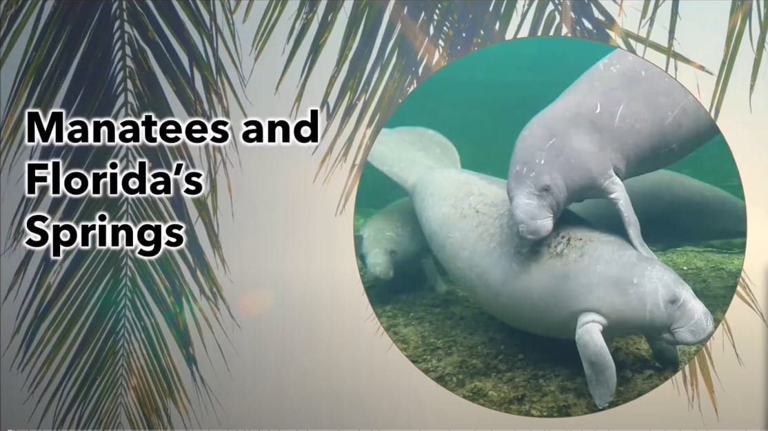 Webinars | Save the Manatee Club