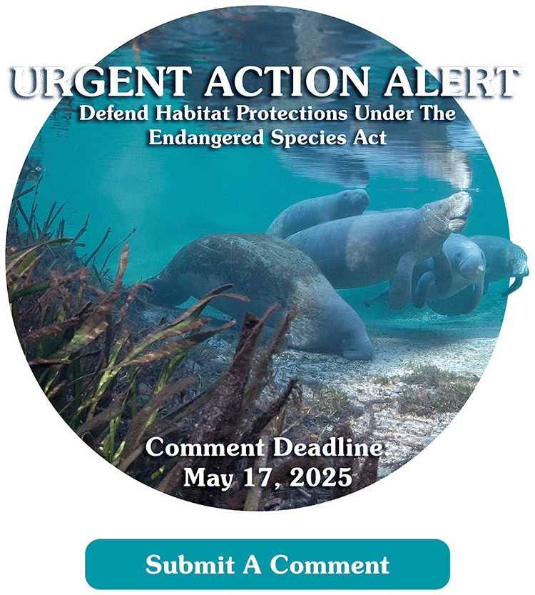 Save The Manatee Club