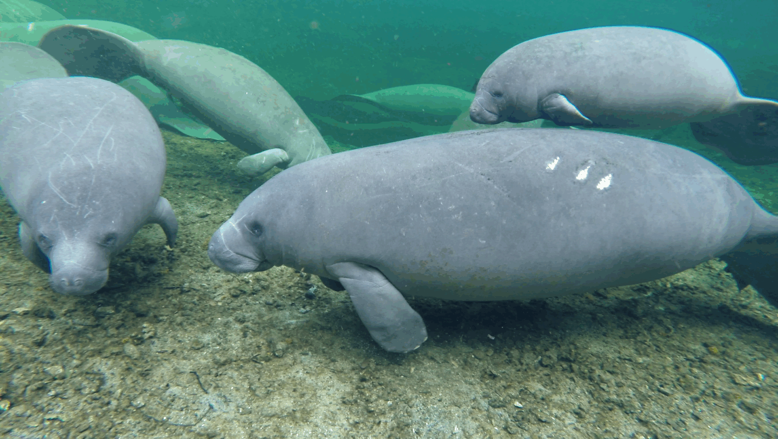 Don’t Gut the Laws that Protect Florida’s Marine Mammals | Save the ...