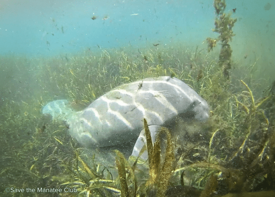 A Peaceful Escape: Manatee Webcams Live | Save the Manatee Club