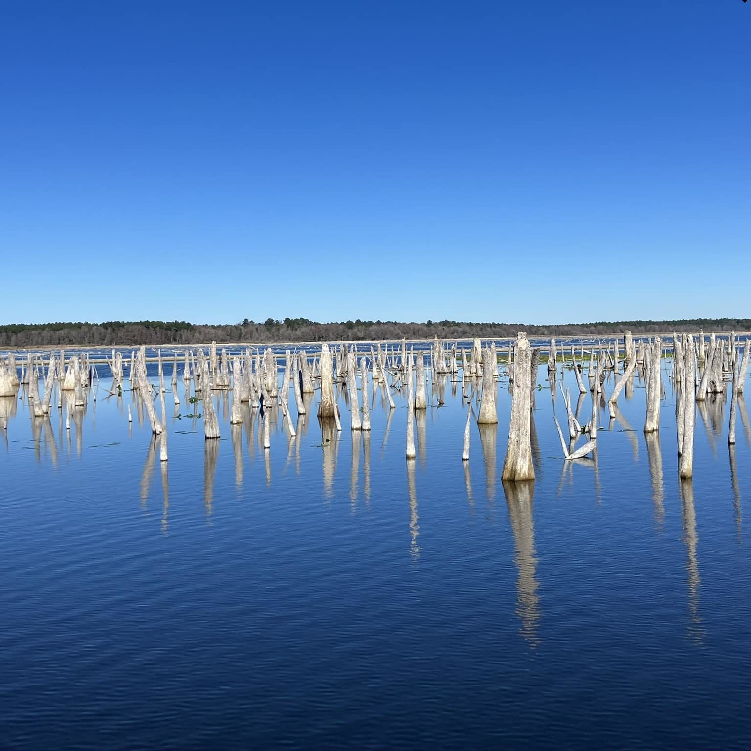 The Ocklawaha River | Save the Manatee Club